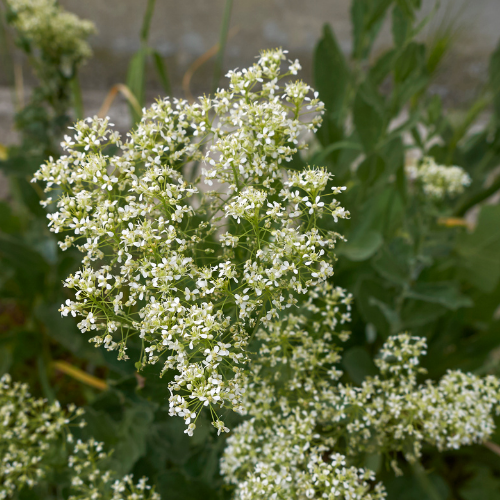 Lepidium – Wholesale Fresh Greenery for Weddings | Eki Flowers