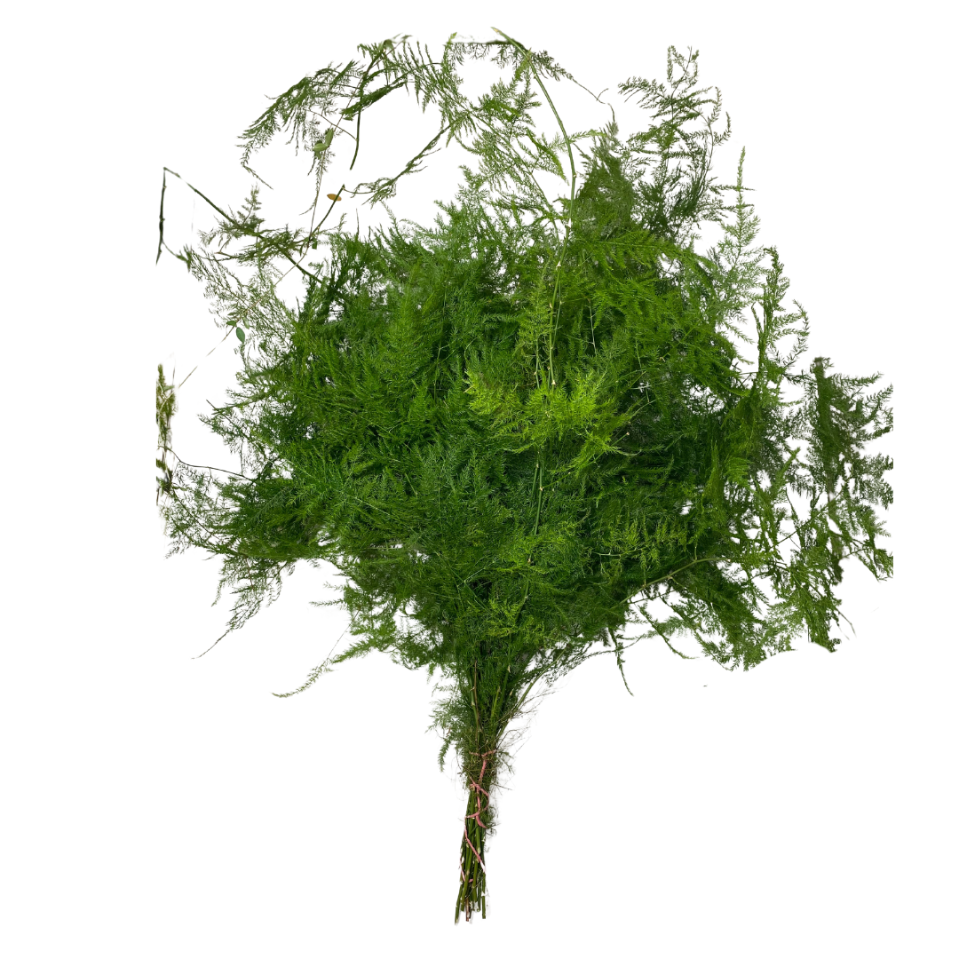 Plumosus – Wholesale Fresh Greenery for Weddings | Eki Flowers