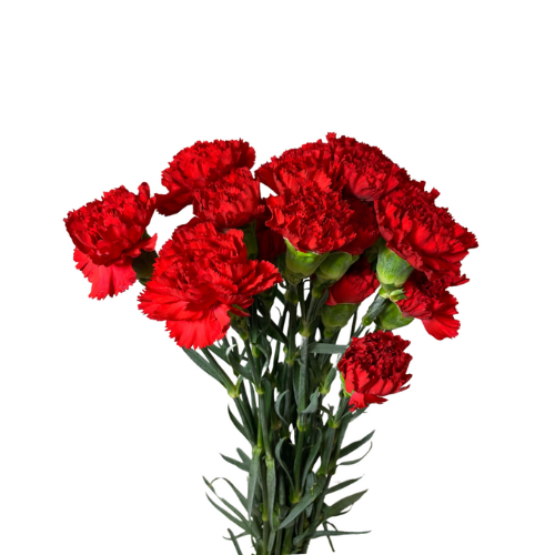 Red Carnation – Wholesale Fresh Flowers for Weddings | Eki Flowers