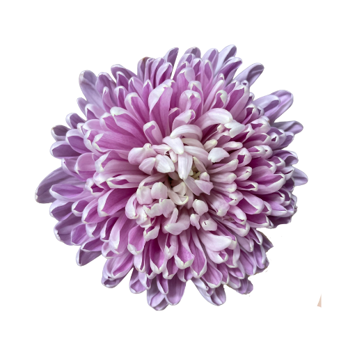 Cremon Lavender – Wholesale Fresh Flowers for Weddings | Eki Flowers